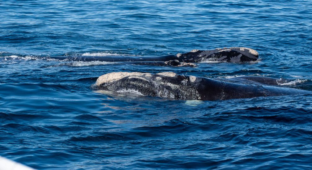 Penísula Valdés, avistamiento de ballenas y lobos marinos en Argentina