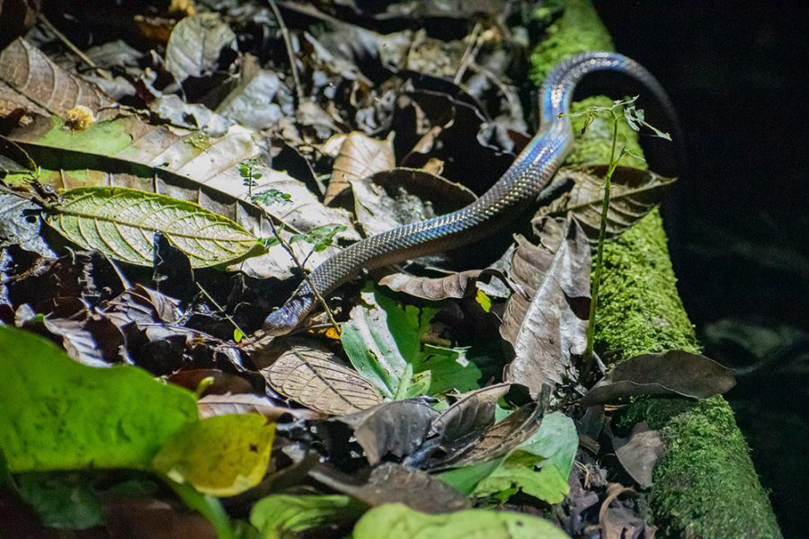 Te cuento todos los lugares donde ver los animales de Costa Rica