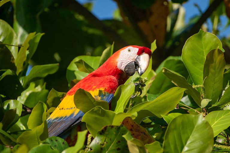 Te cuento todos los lugares donde ver los animales de Costa Rica